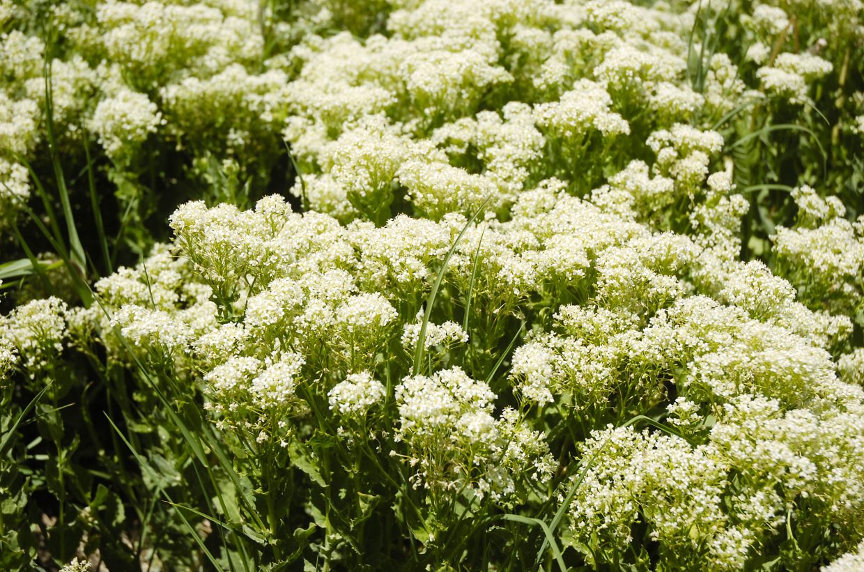 Master Gardner: Whitetop is a menace in Routt County | SteamboatToday.com